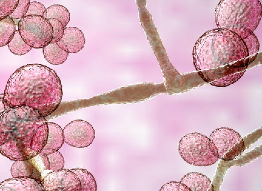 Tackling Candida: Part 2 | Healthful Elements