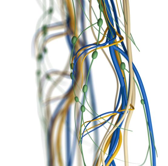 The Art of Lymph Support | Healthful Elements